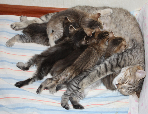 Cattery Berenday питомник редких кошек - пикси-бор и тойгер